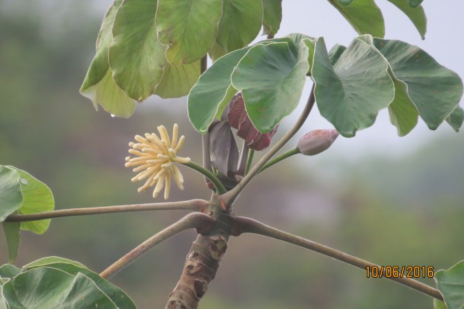 List of plant species – Ecology of NW Belize