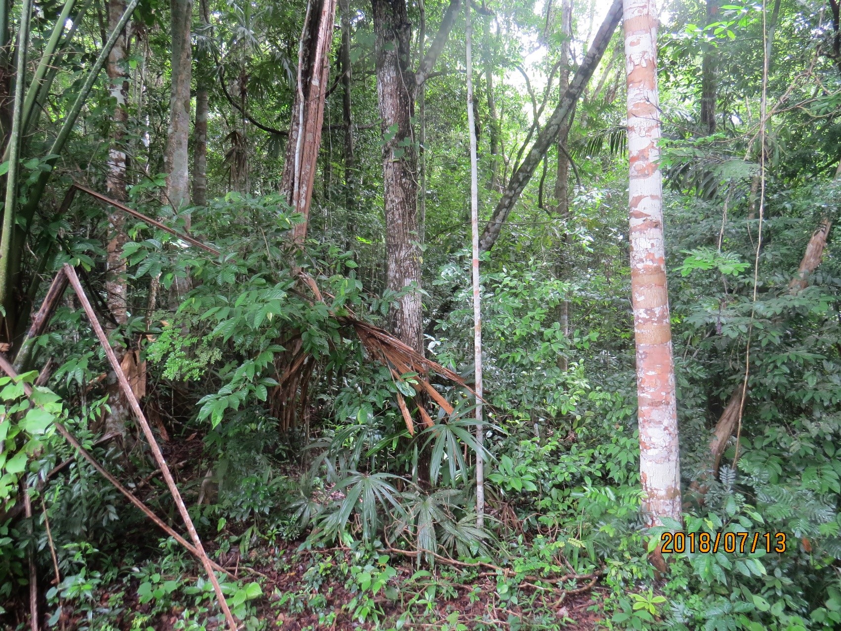 Environment and vegetation – Ecology of NW Belize